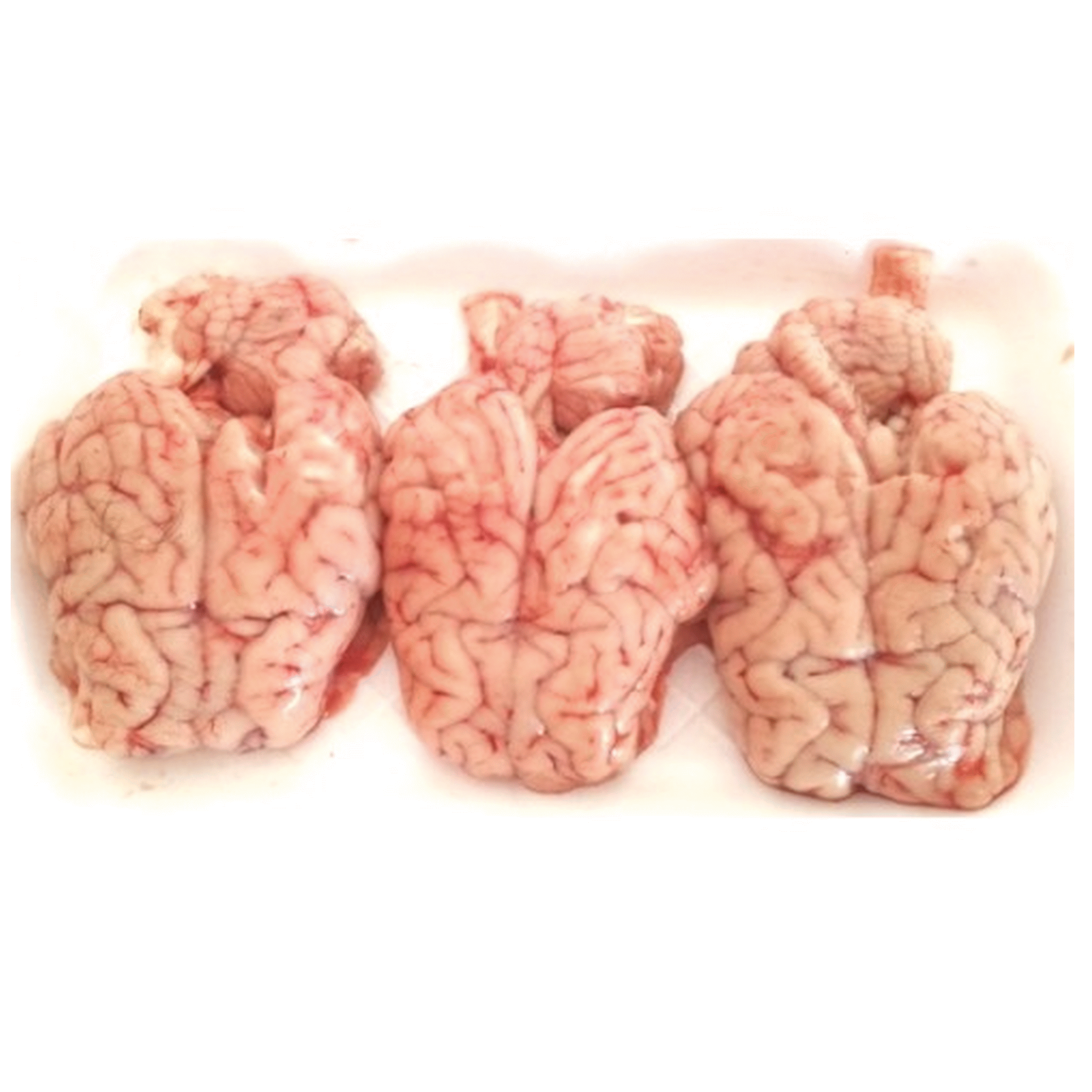 Lamb/Goat Brain (each) – TajFresh